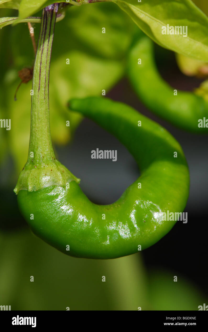 Waxy pepper hi-res stock photography and images - Alamy