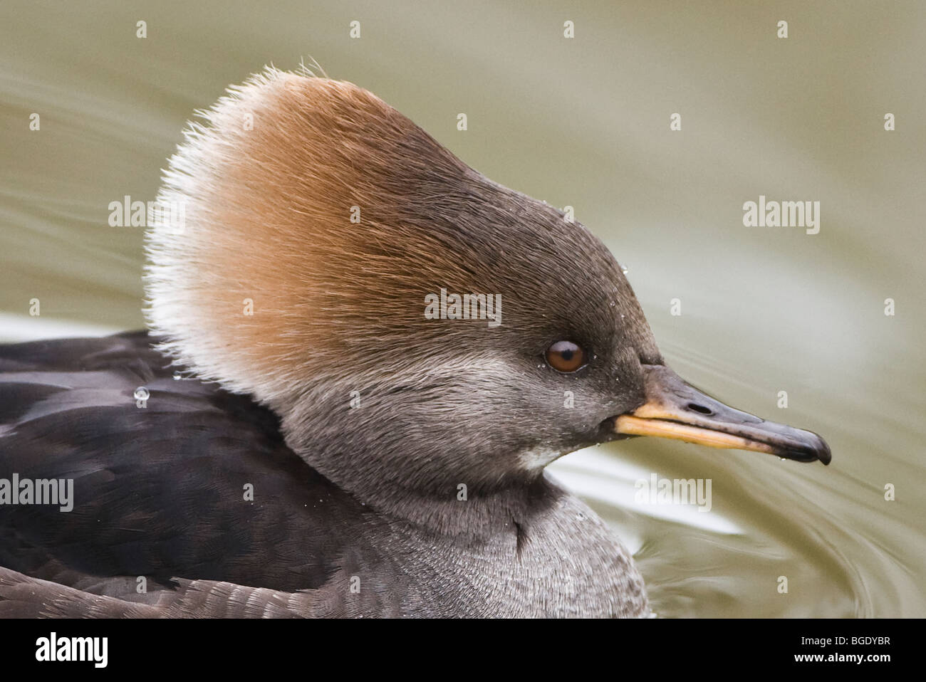 Hooded Merganser Hen