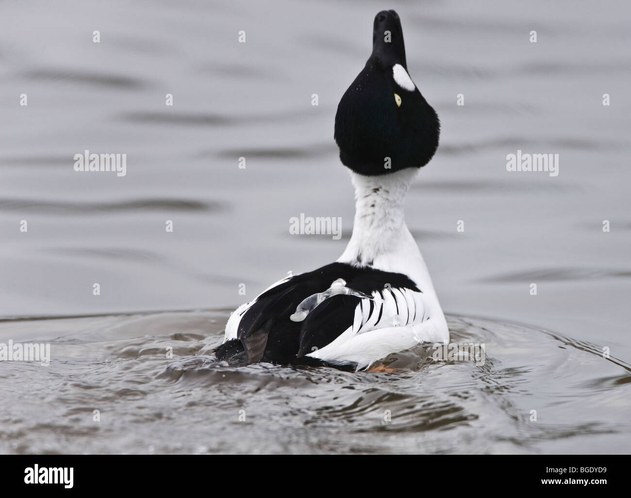Male Goldeneye displaying Stock Photo - Alamy