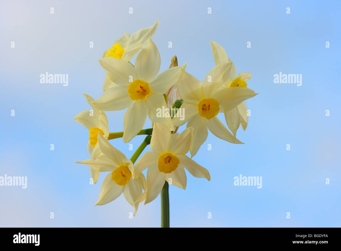 Bunchflower Daffodil or Chinesse Sacred Lily, Narcissus tazetta ...