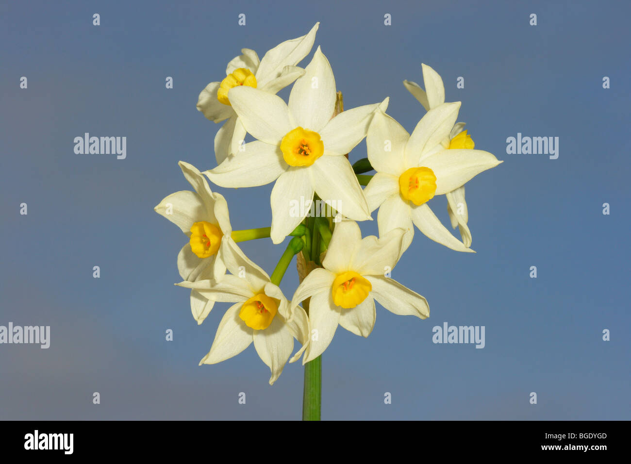 Bunchflower Daffodil or Chinese Sacred Lily, Narcissus tazetta. Flowers ...