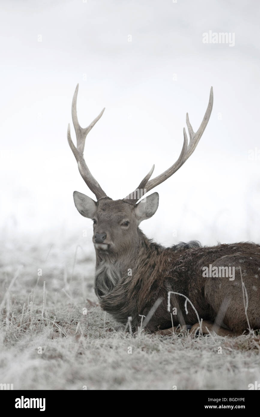 Sika deer stag laying under tree in snow Stock Photo - Alamy