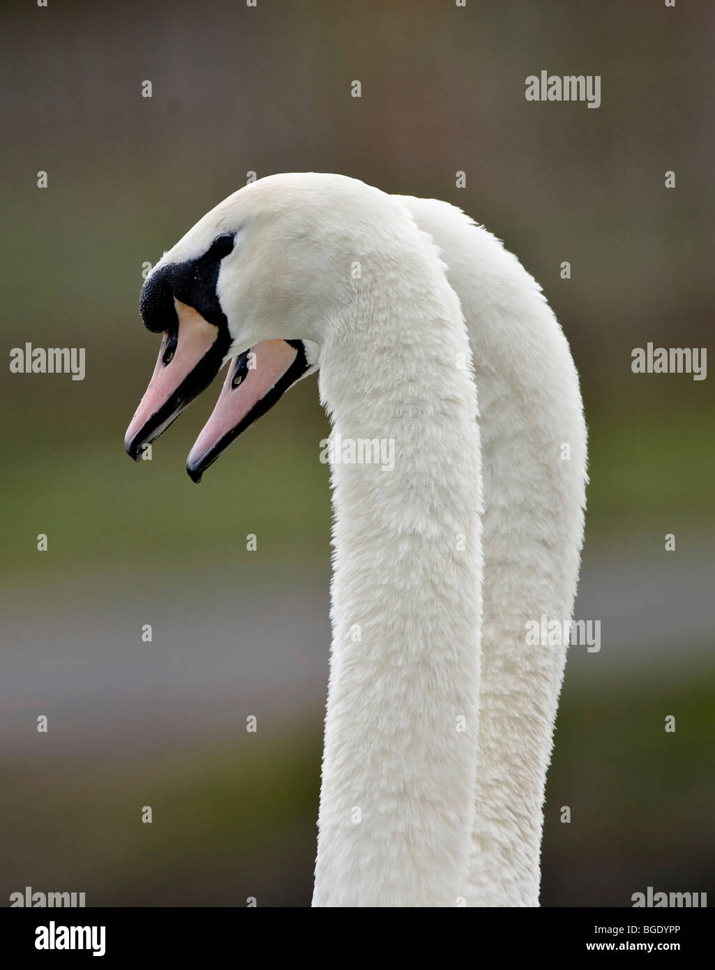 Mute Swans displaying to each other in unison Stock Photo - Alamy
