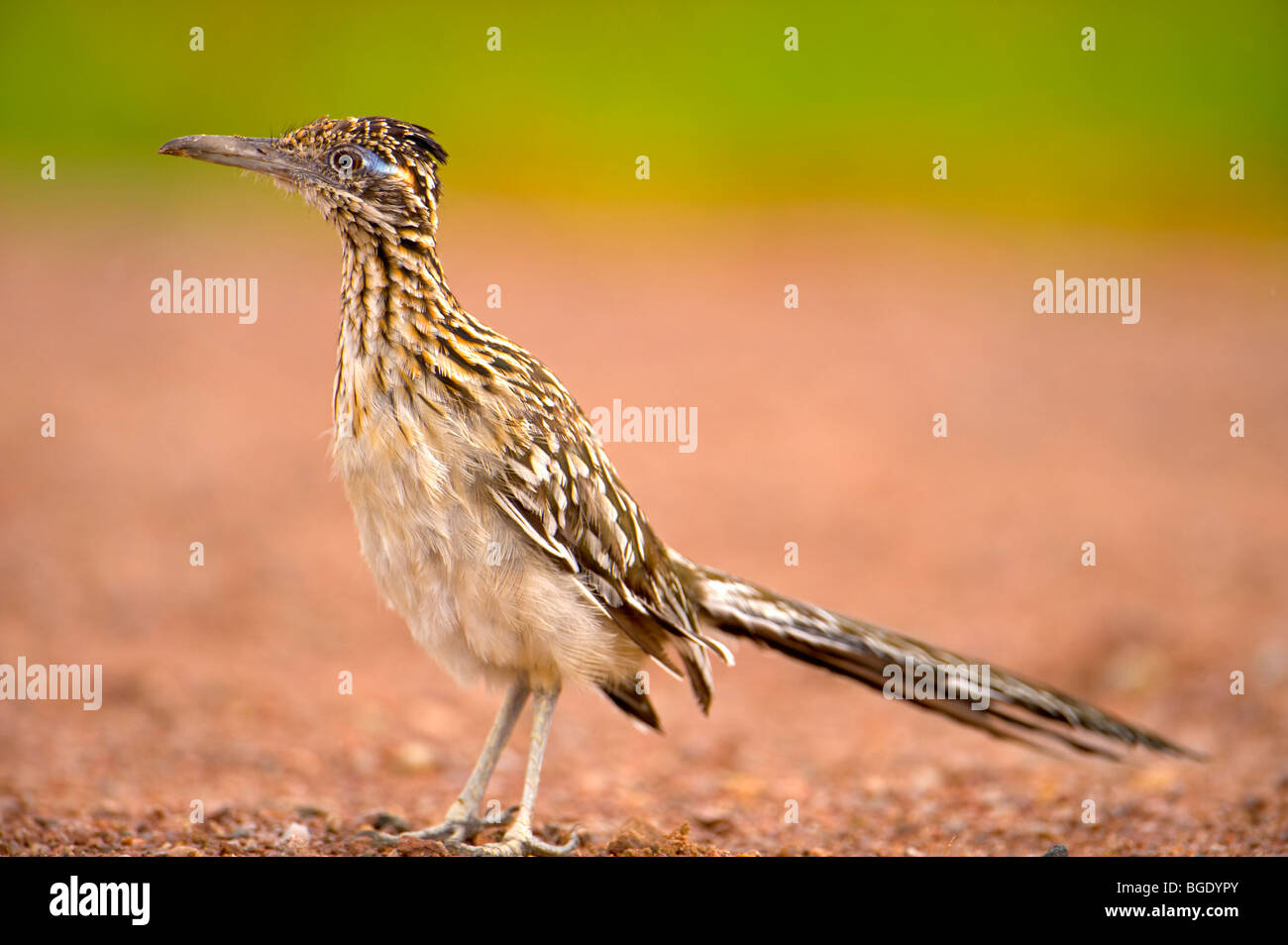Roadrunner flying hi-res stock photography and images - Alamy