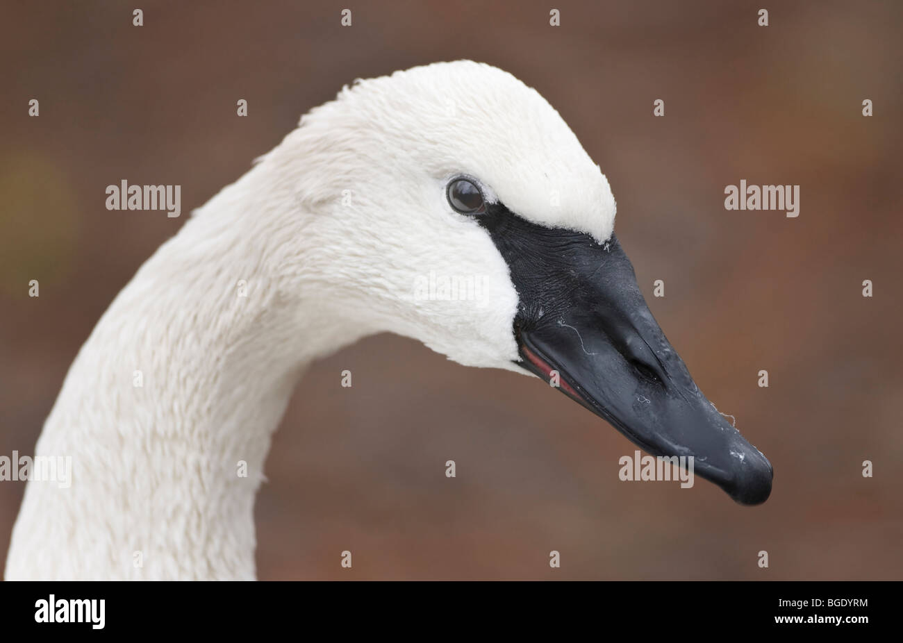 Trumpeter Swan close up of head Stock Photo - Alamy
