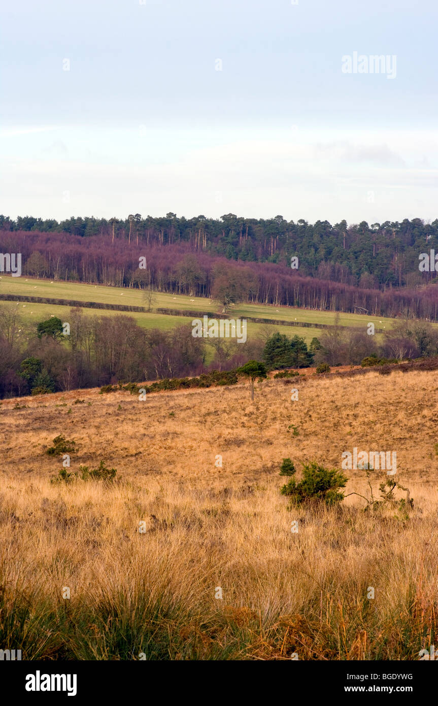 Ashdown forest hi-res stock photography and images - Alamy