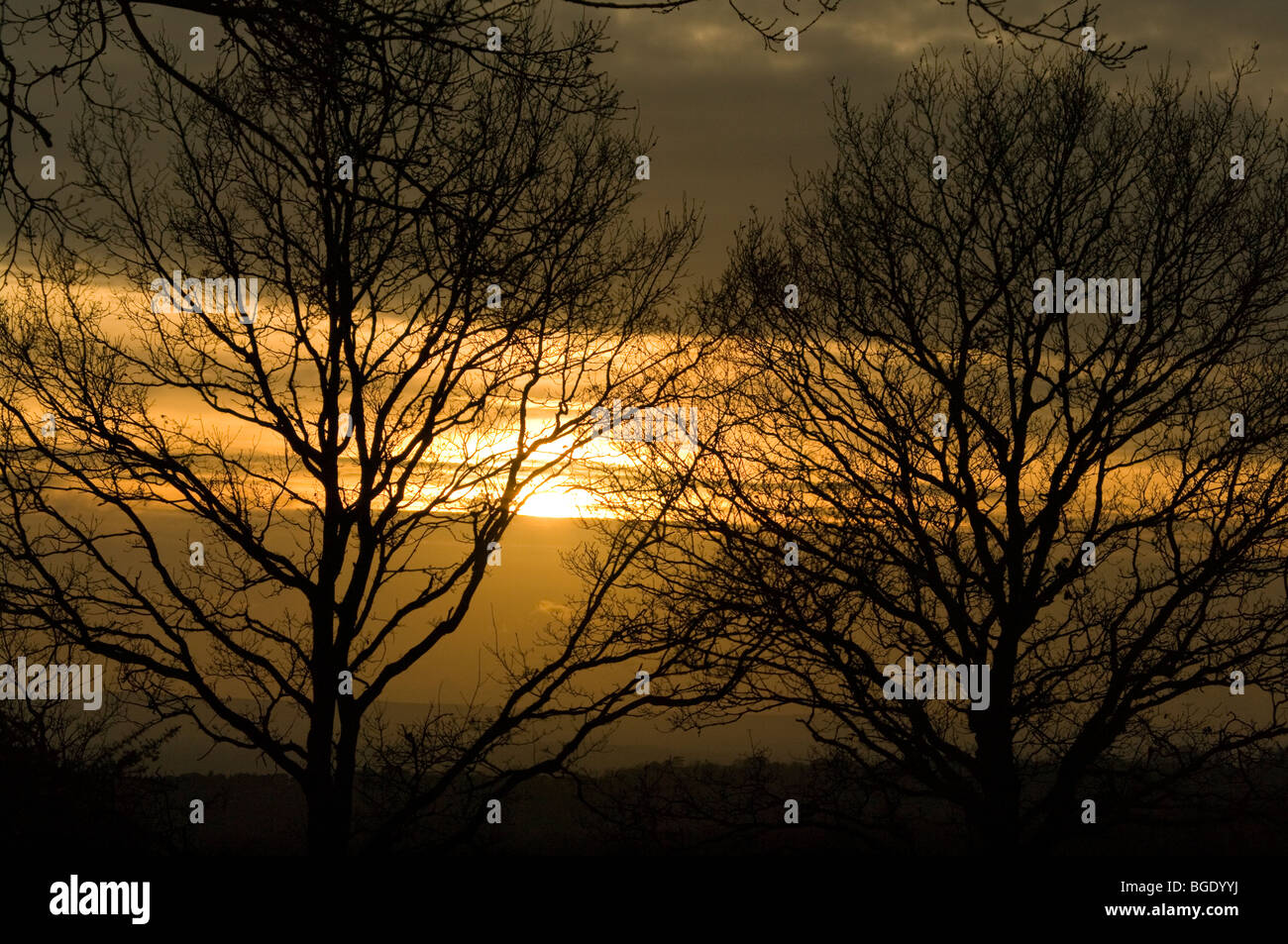 English forest sunset hi-res stock photography and images - Alamy