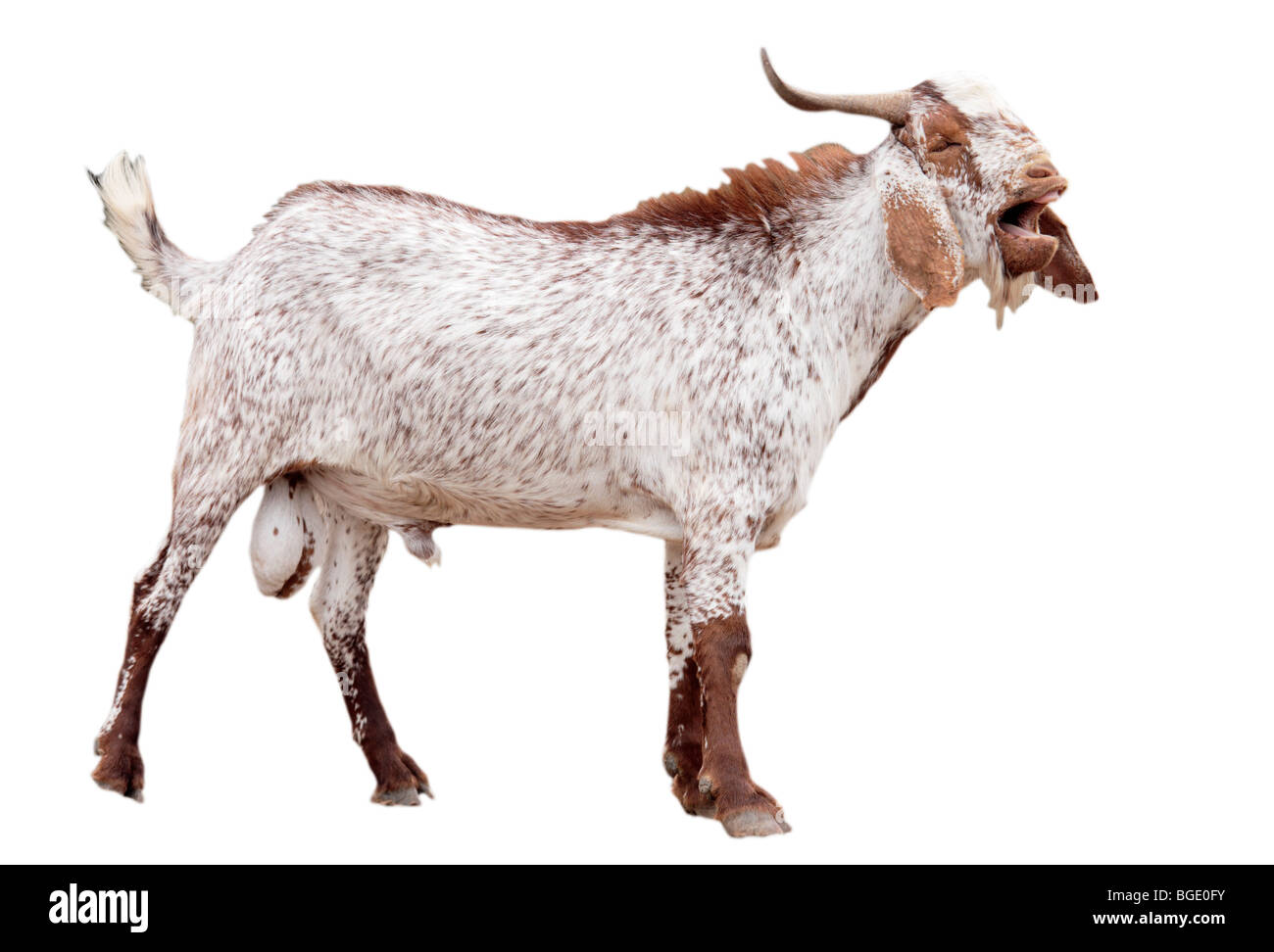 Goat cut out hi-res stock photography and images - Alamy
