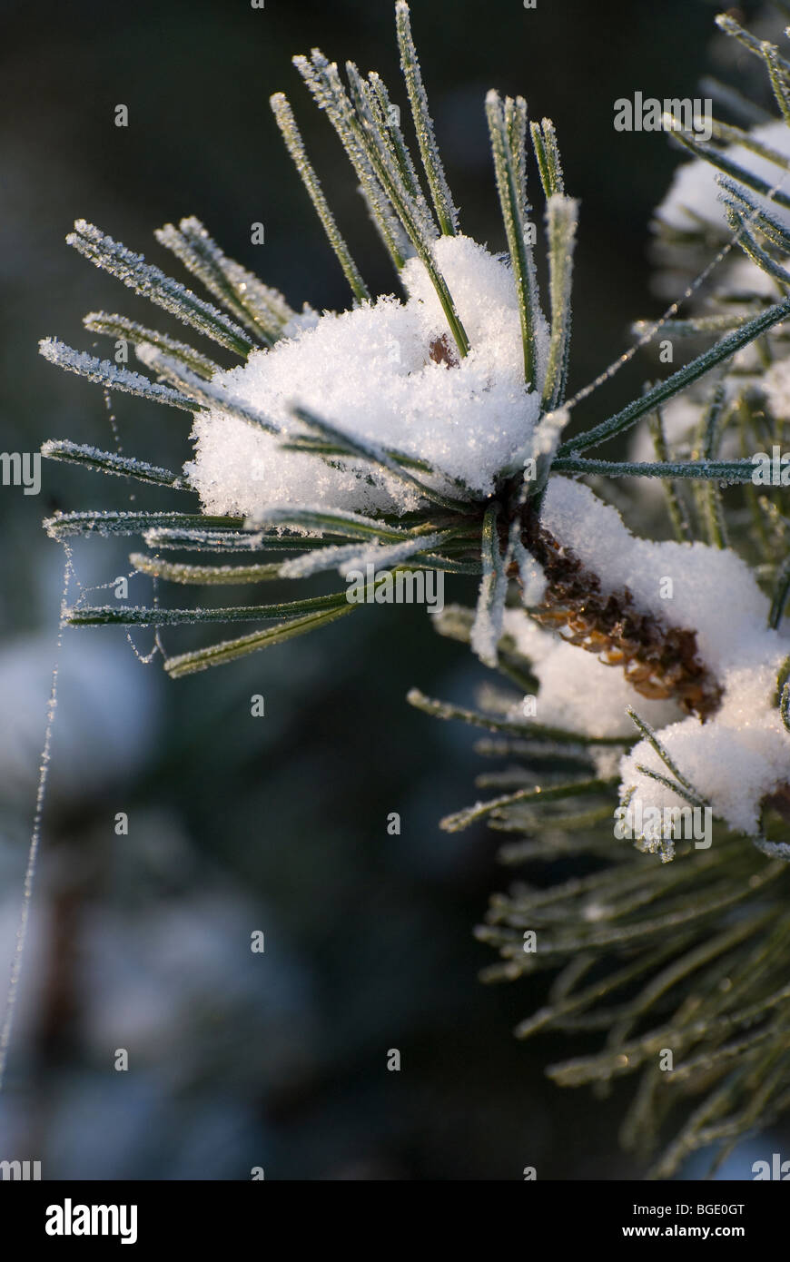 Drizzle hi-res stock photography and images - Alamy