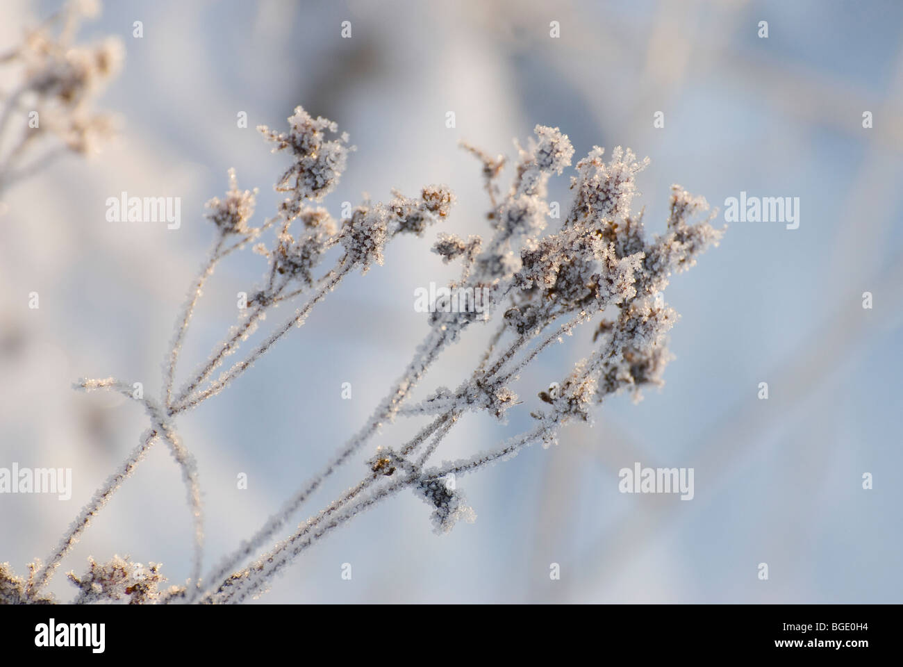 Dried plant covered by white crystals of drizzle Stock Photo - Alamy