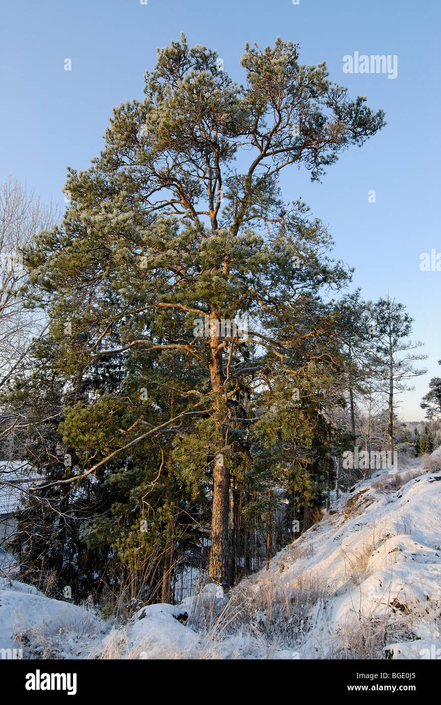 Pine tree. Winter Stock Photo - Alamy