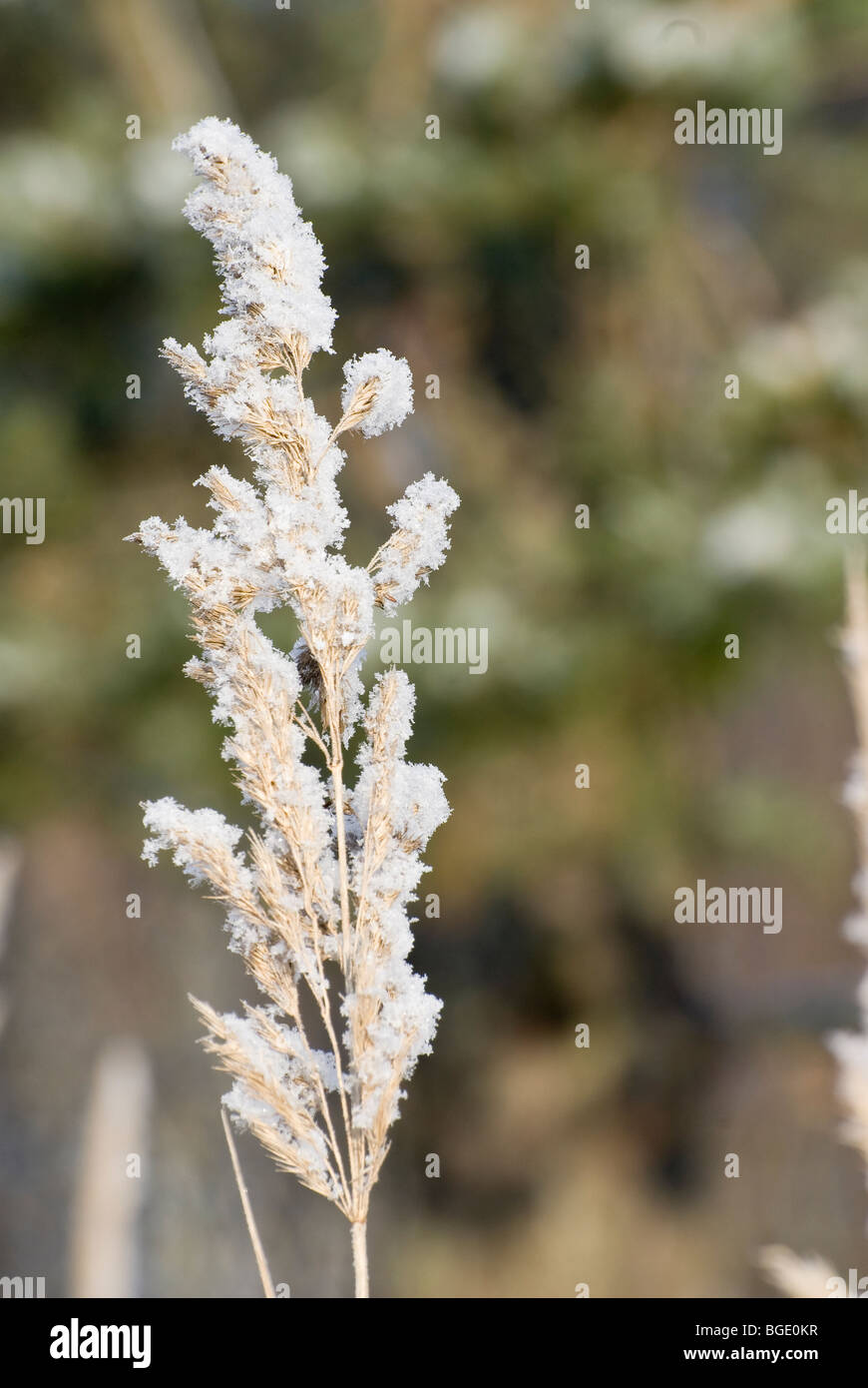 Dried plant covered by white crystals of drizzle Stock Photo - Alamy