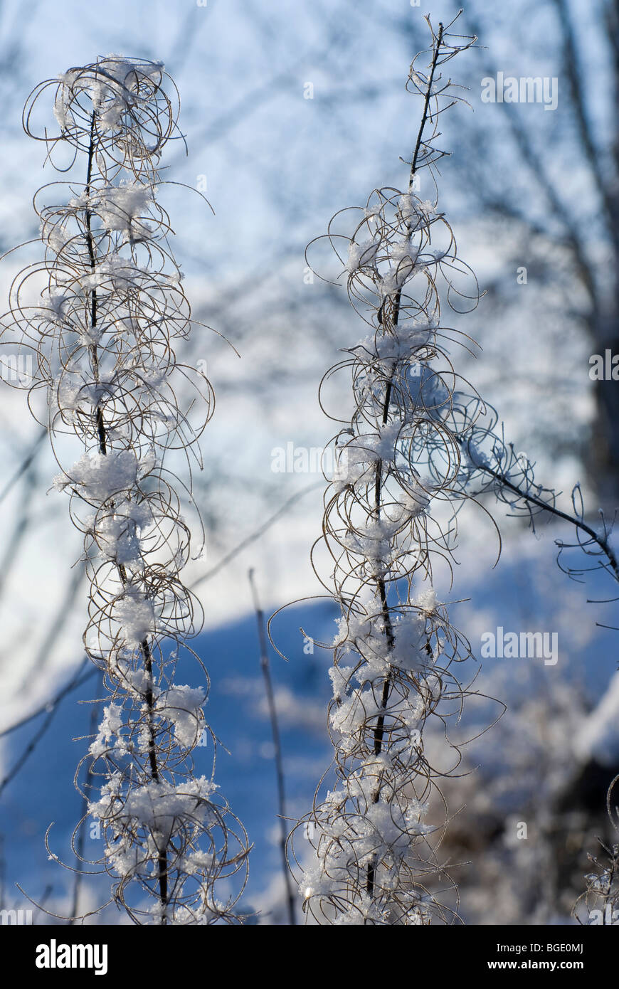 Dried plant covered by white crystals of drizzle Stock Photo - Alamy