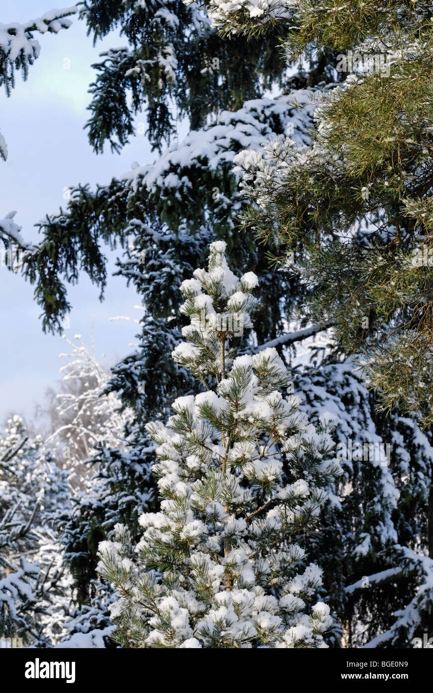Pine trees with the branches covered by fluffy white snow Stock Photo ...