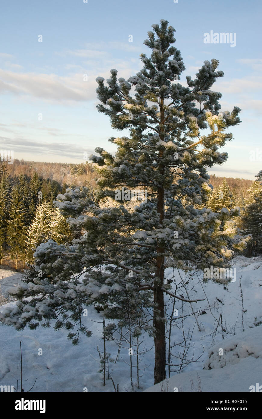 Single pine-tree with branches covered by snow Stock Photo - Alamy