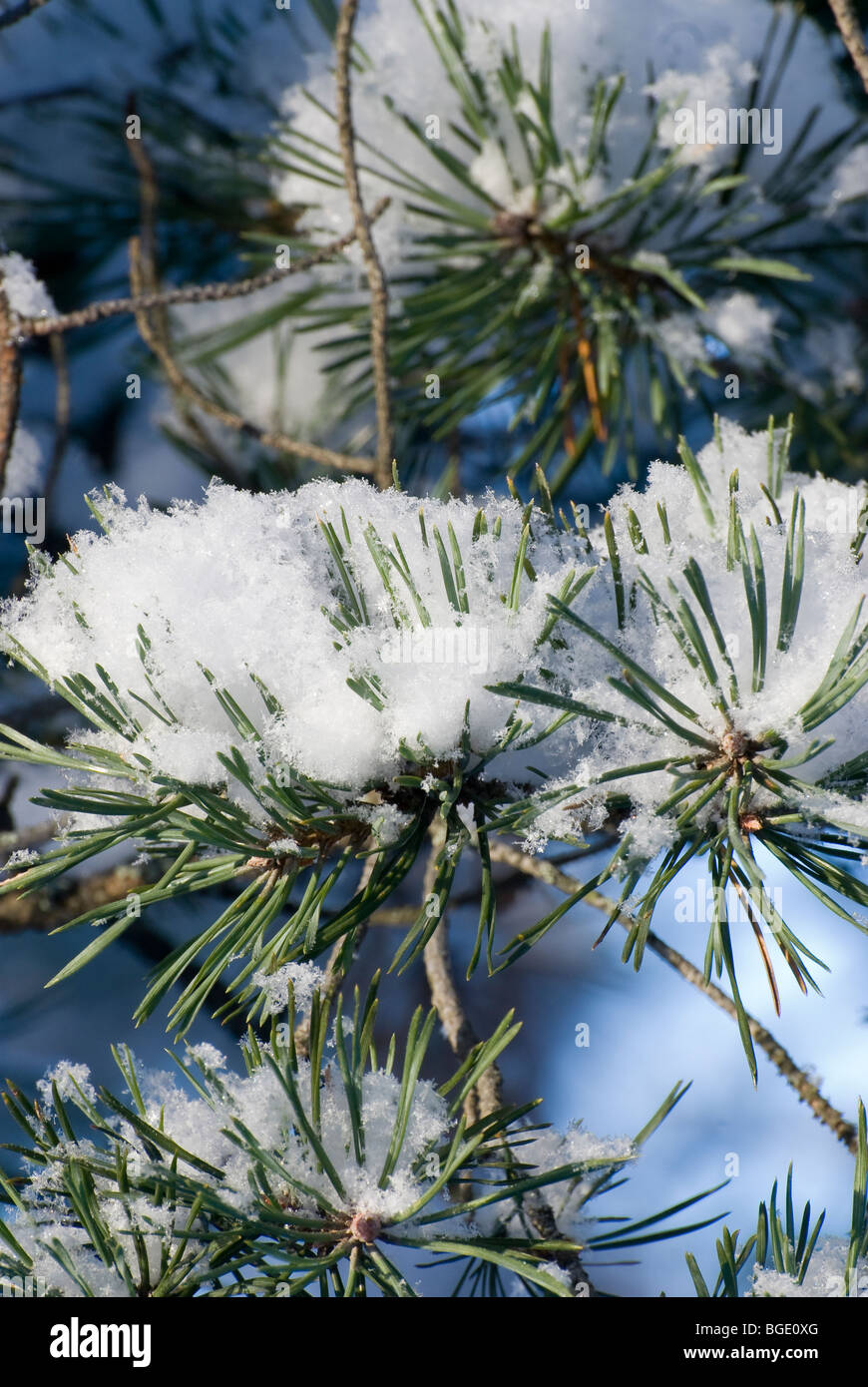 Branch of pine-tree covered by fresh fluffy snow Stock Photo - Alamy