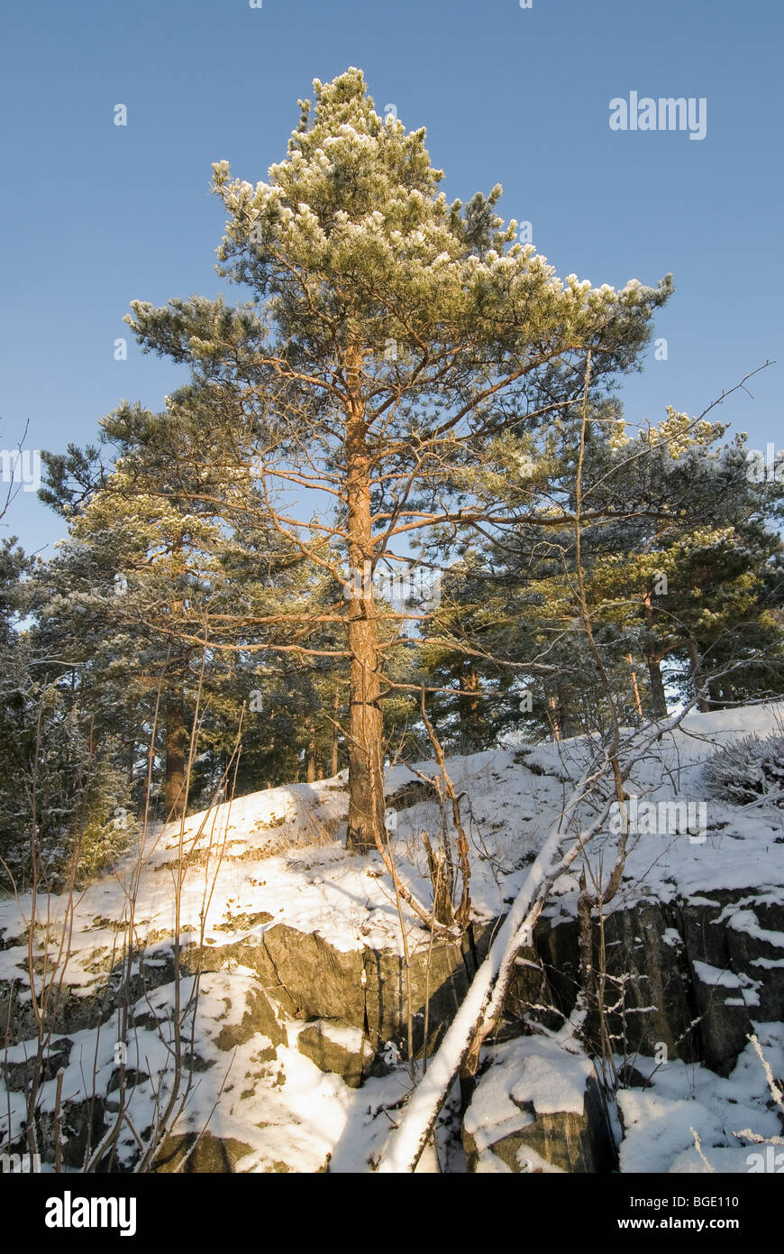 Single pine tree hi-res stock photography and images - Alamy
