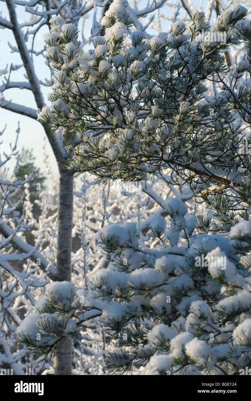 White fluffy snow on the tree branches Stock Photo - Alamy
