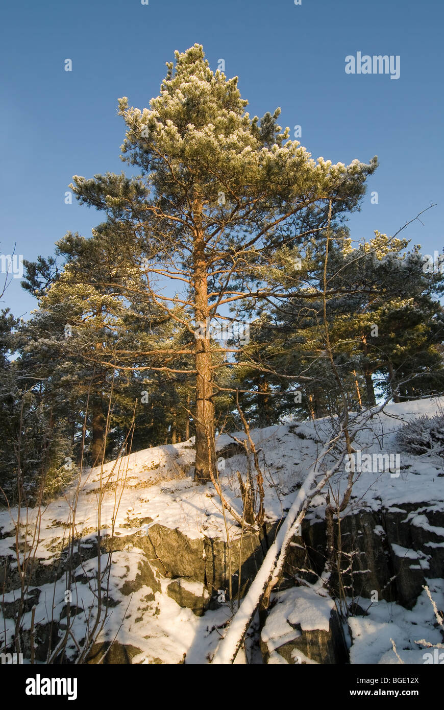 Single pine tree hi-res stock photography and images - Alamy