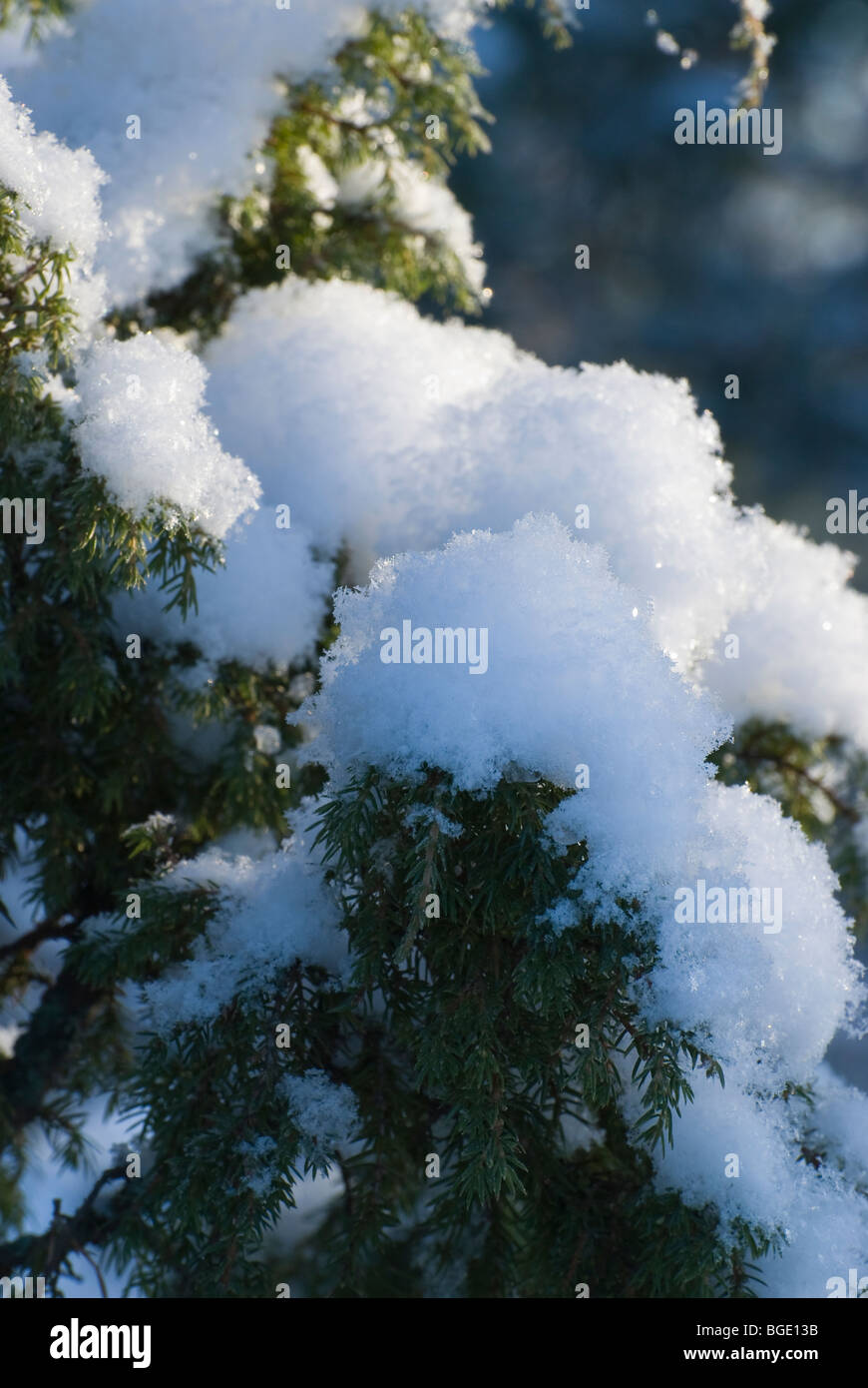 White fur tree hi-res stock photography and images - Alamy