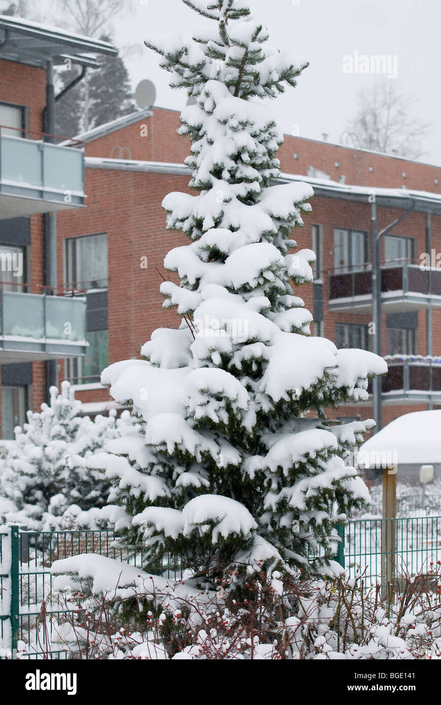 Fur-tree on the typical Finnish houses background Stock Photo - Alamy