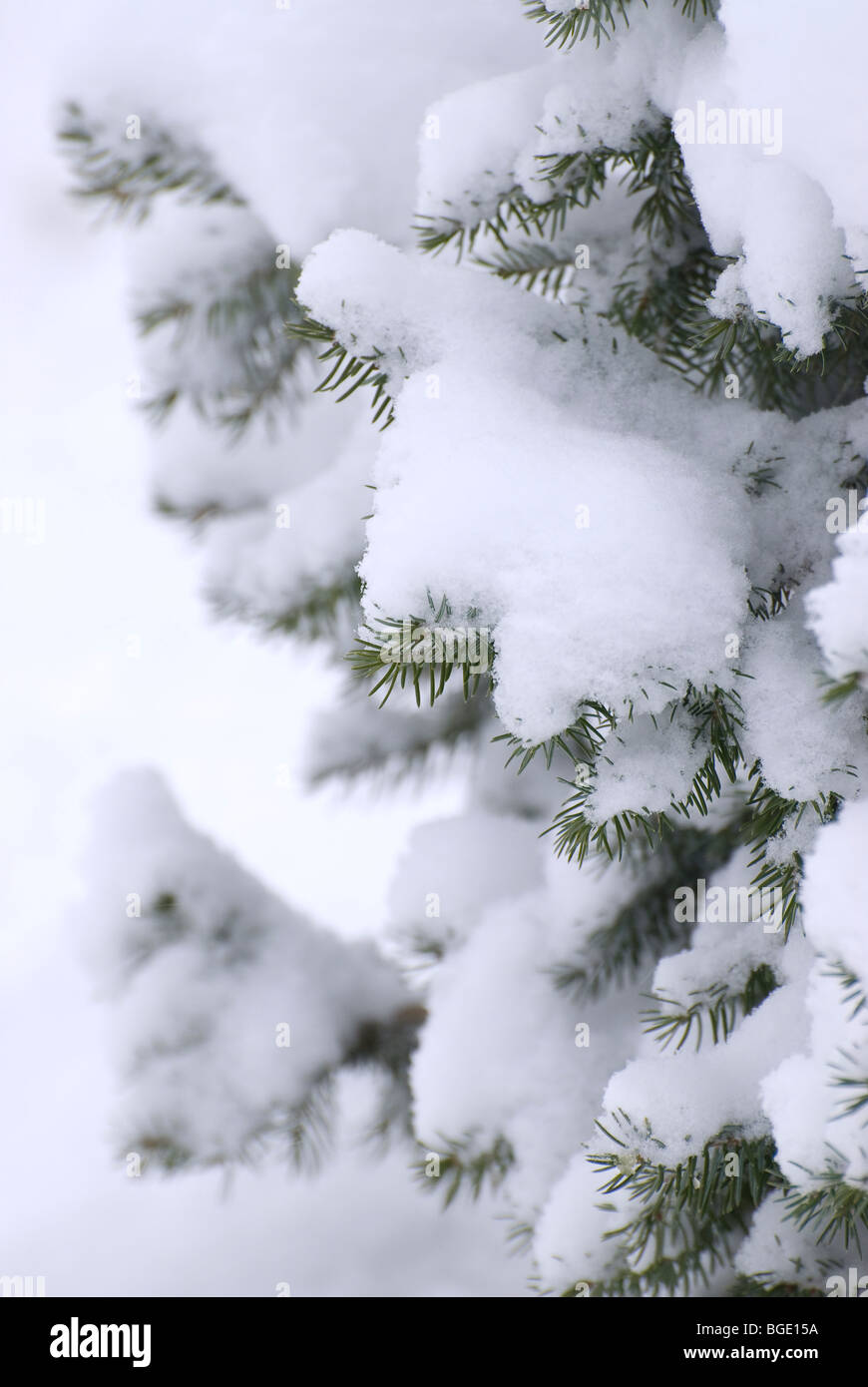 Evegreen branches hi-res stock photography and images - Alamy