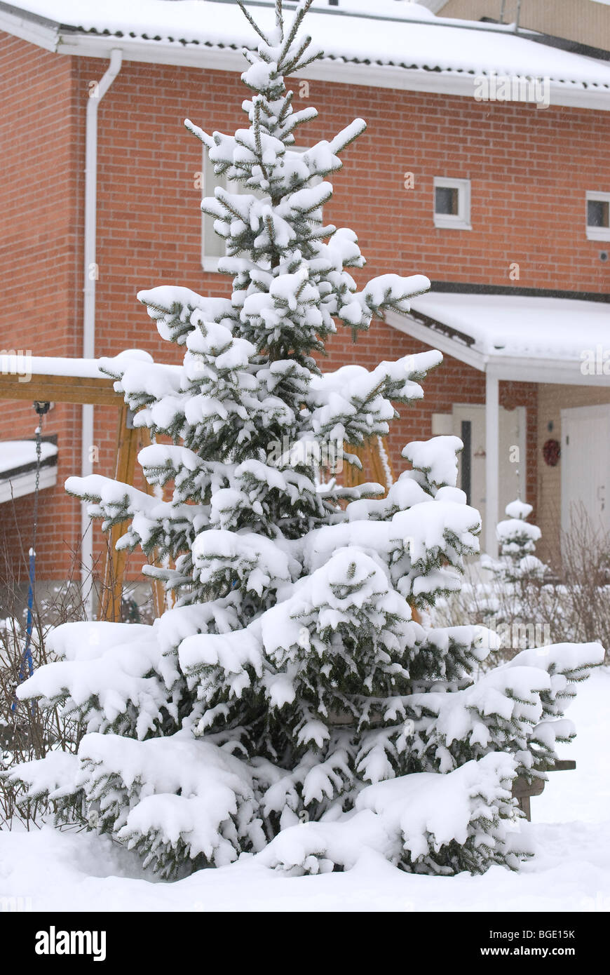 Fur-tree on the typical Finnish houses background Stock Photo - Alamy
