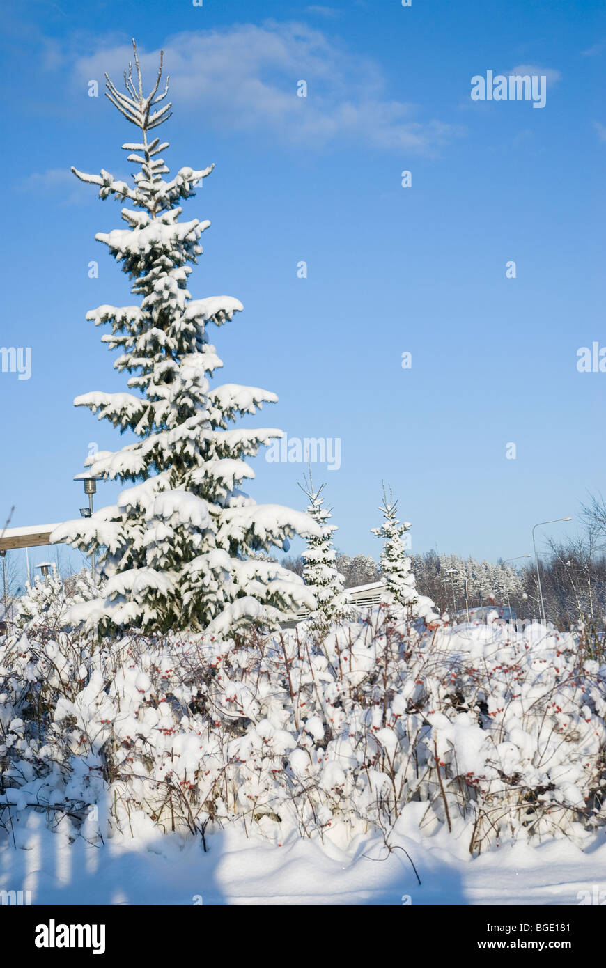 White fur tree hi-res stock photography and images - Alamy