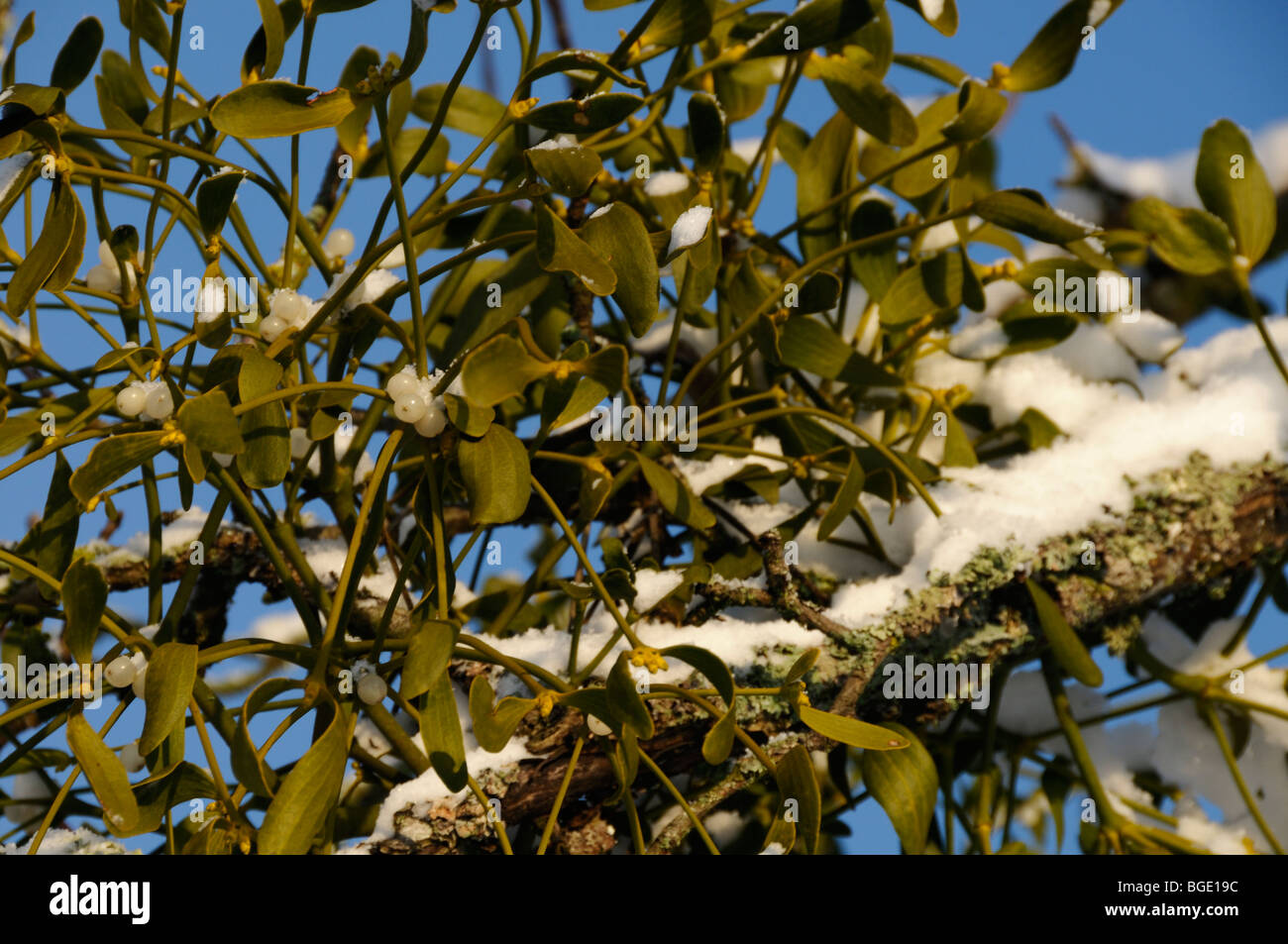 Mistletoe tree hi-res stock photography and images - Alamy