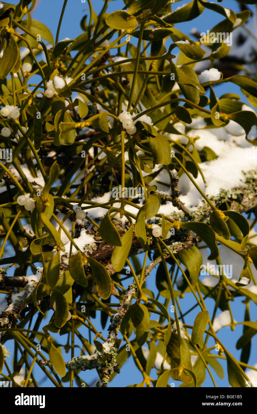 Mistletoe growing in tree parasite hi-res stock photography and images ...