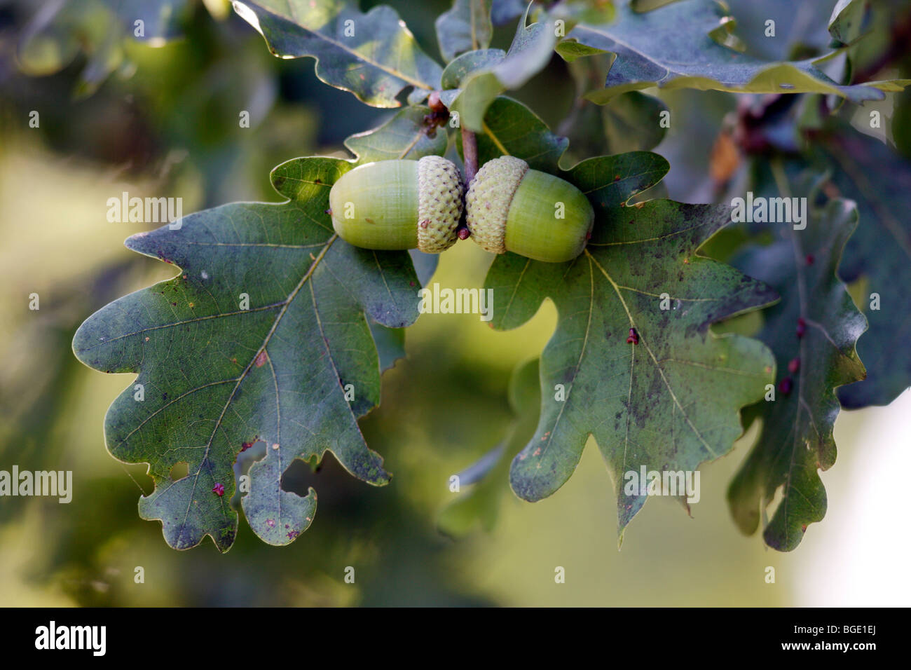 Acorns growing on oak tree hi-res stock photography and images - Alamy