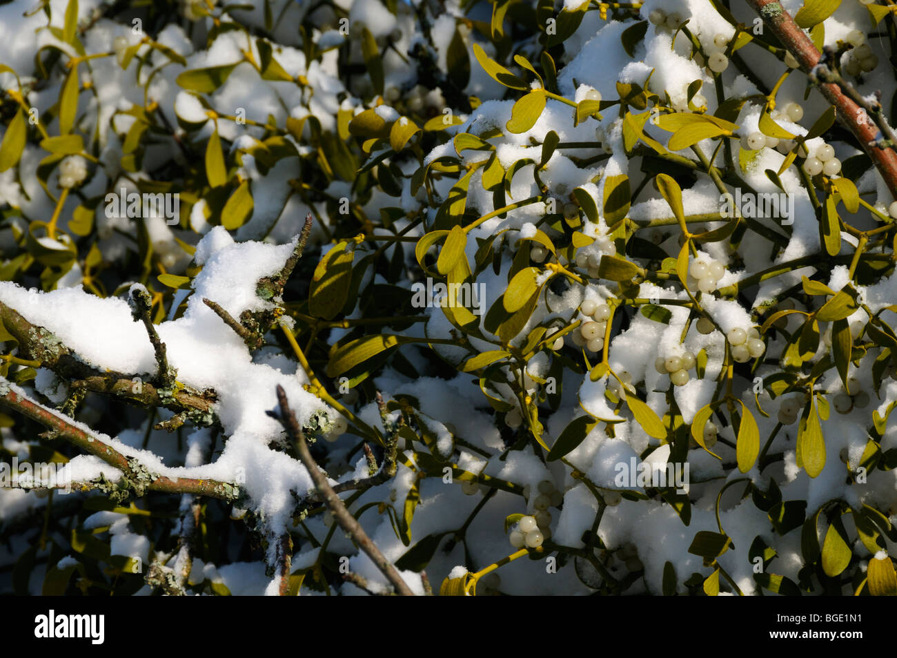 Mistletoe snow hi-res stock photography and images - Alamy