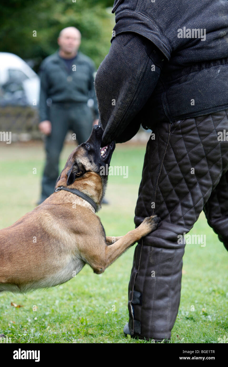 K9 Police Car High Resolution Stock Photography and Images - Alamy