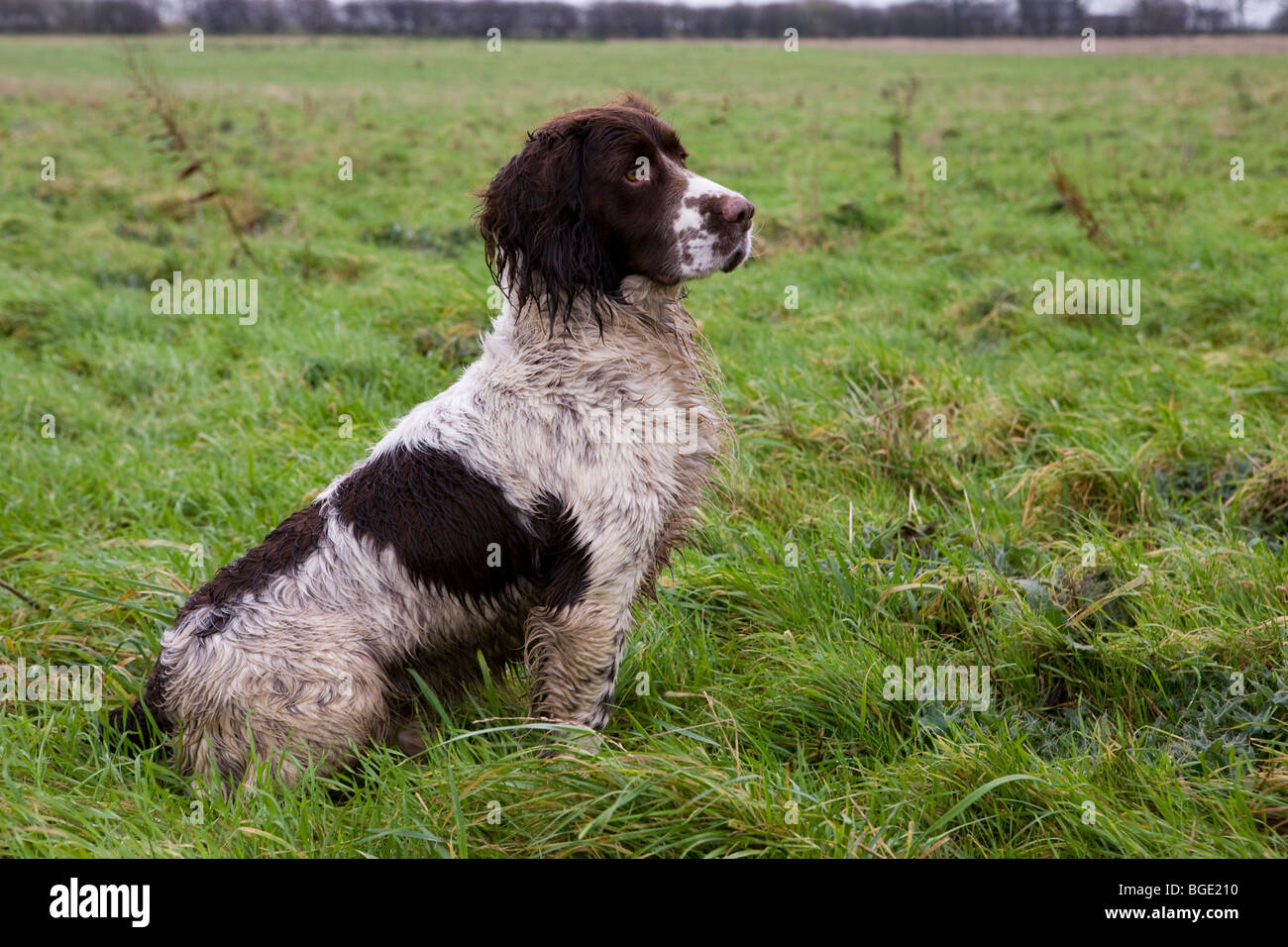 Springer spaniel gun dogs gundogs retrieving dogs hi-res stock ...