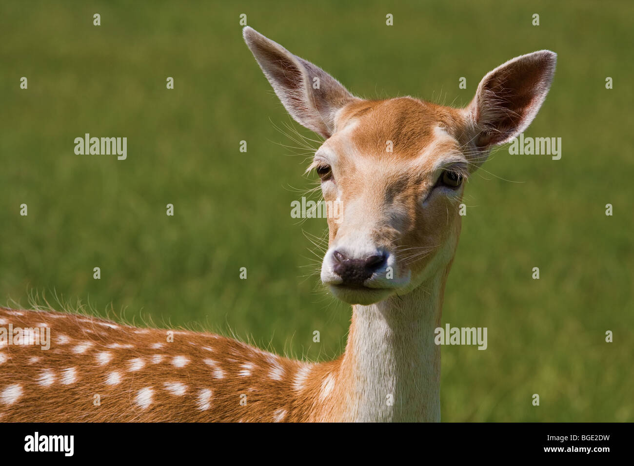 Portrait of a roe deer with a green grass background. Capreolus ...