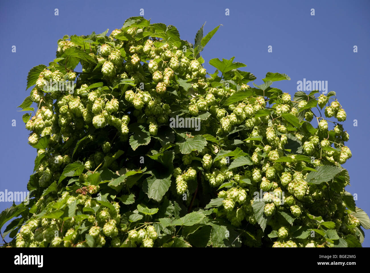 Humulus lupulus, Hop Stock Photo - Alamy