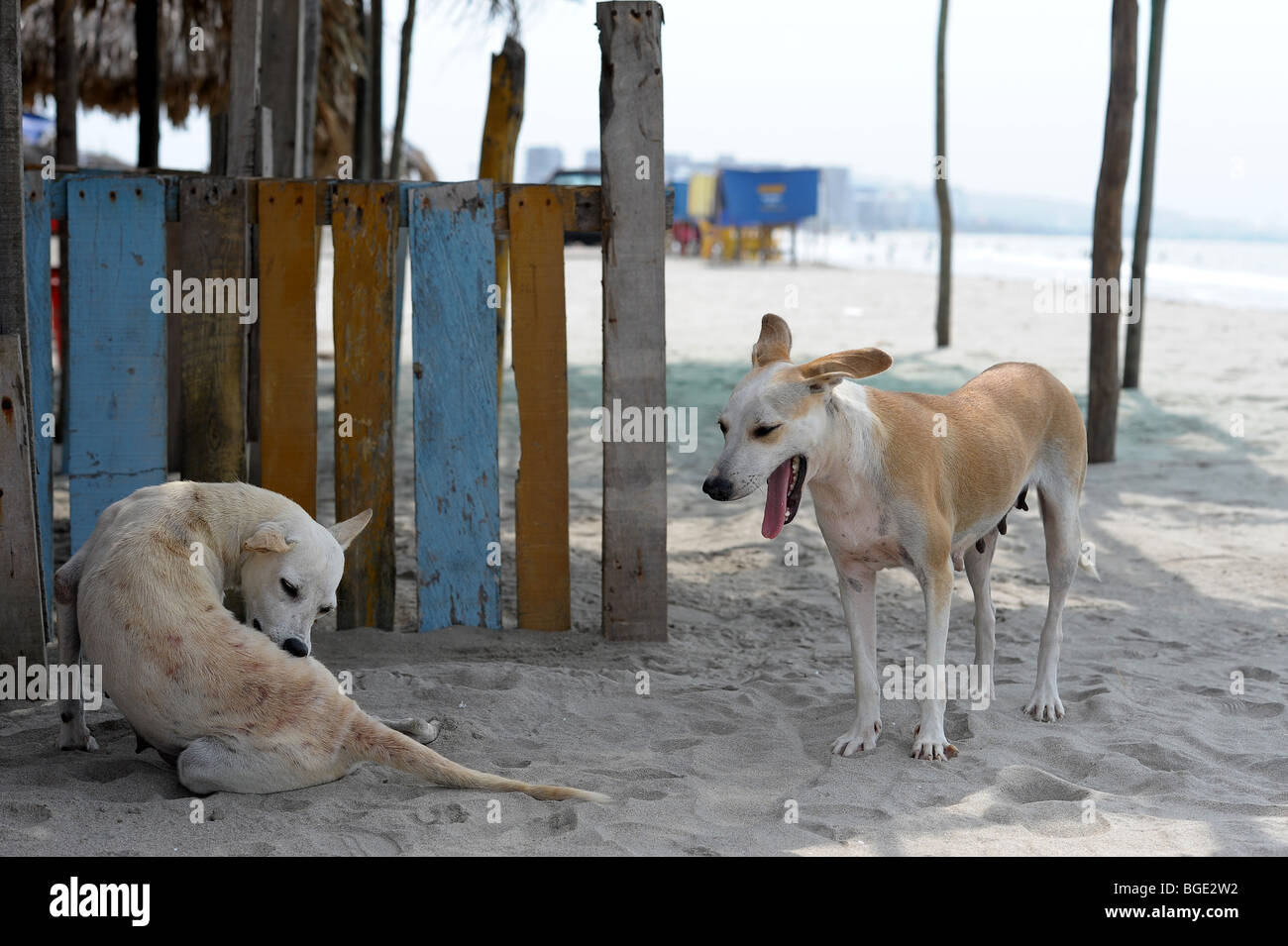 dogs on beach at old fishing village La Boquilla, Colombia, South ...