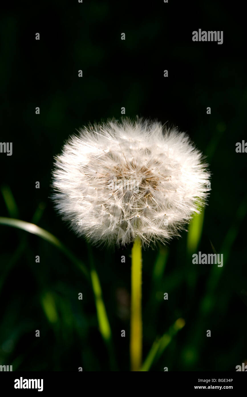 Dandelion seed ball Stock Photo - Alamy