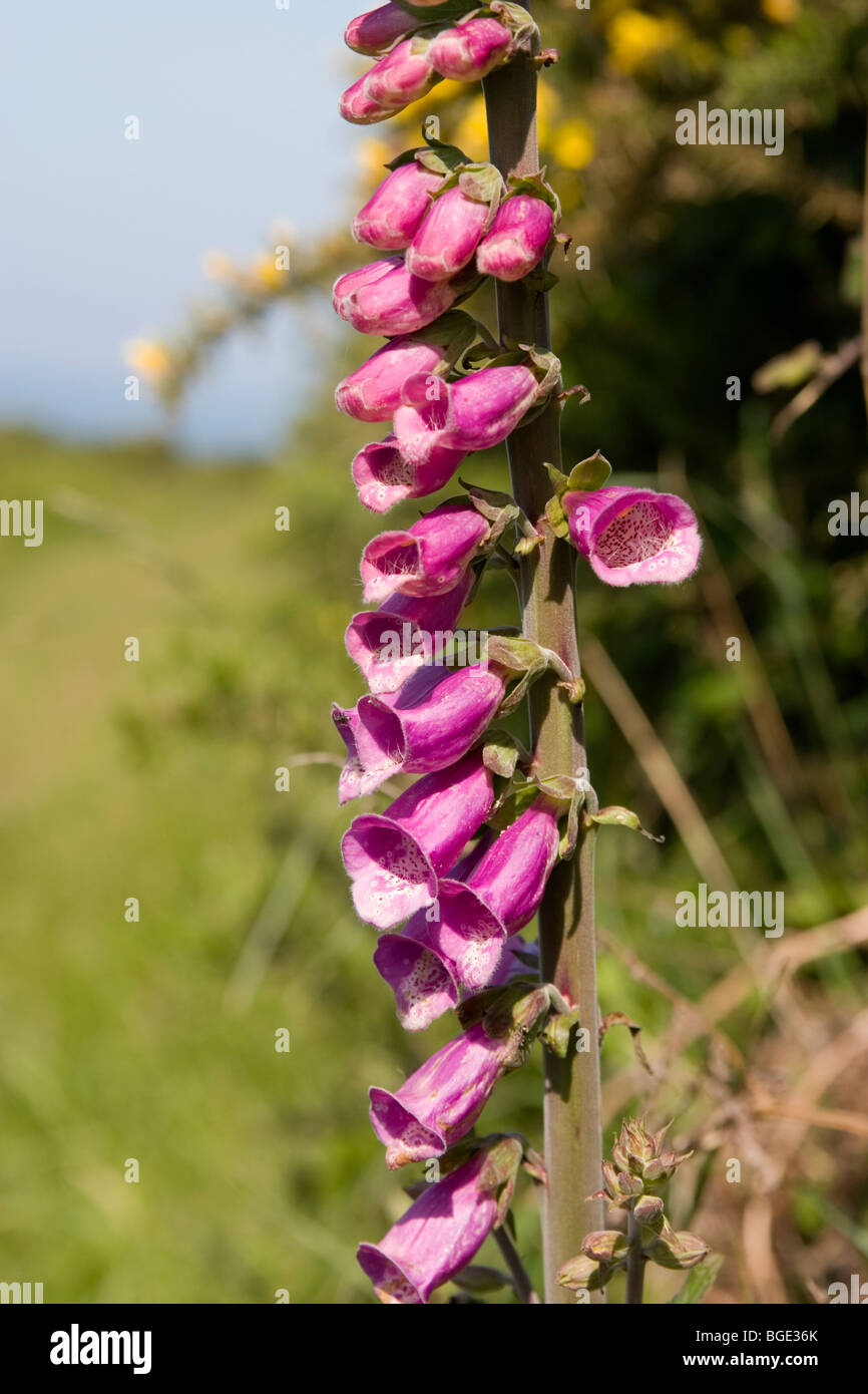 Pink foxglove flowers in North Devon Stock Photo - Alamy