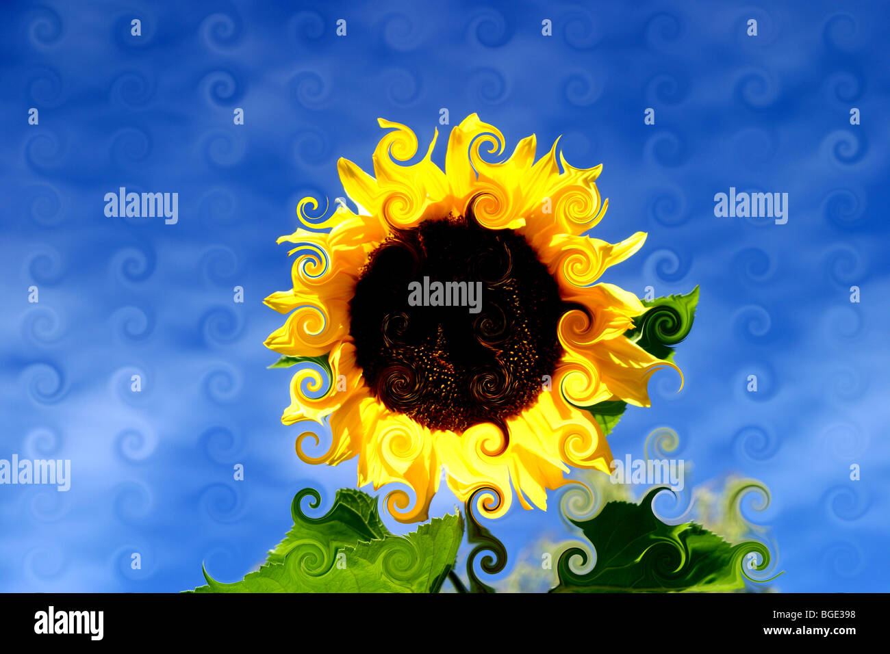 Curly psychedelic sunflower Stock Photo - Alamy