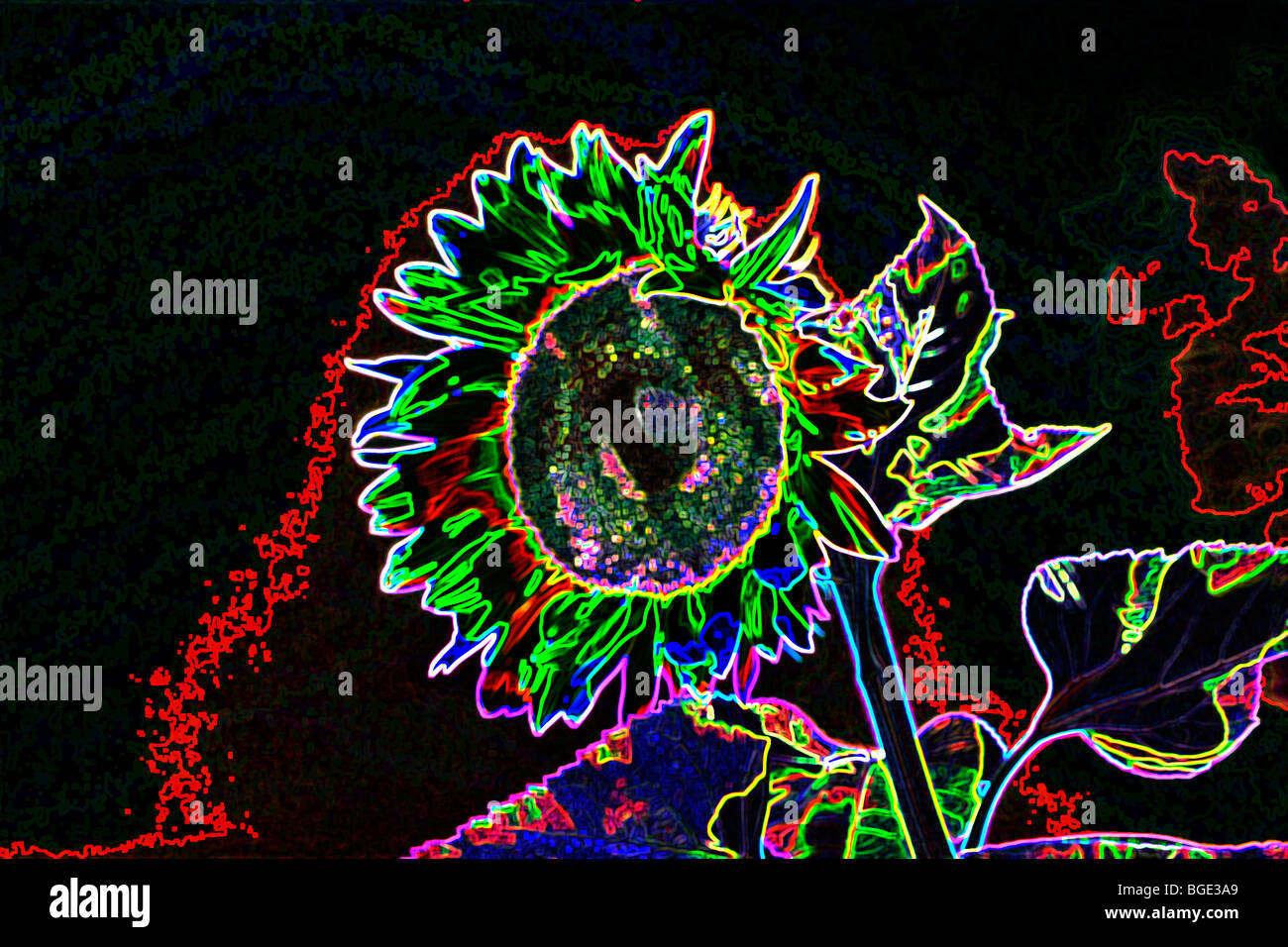 Psychedelic sunflower hi-res stock photography and images - Alamy