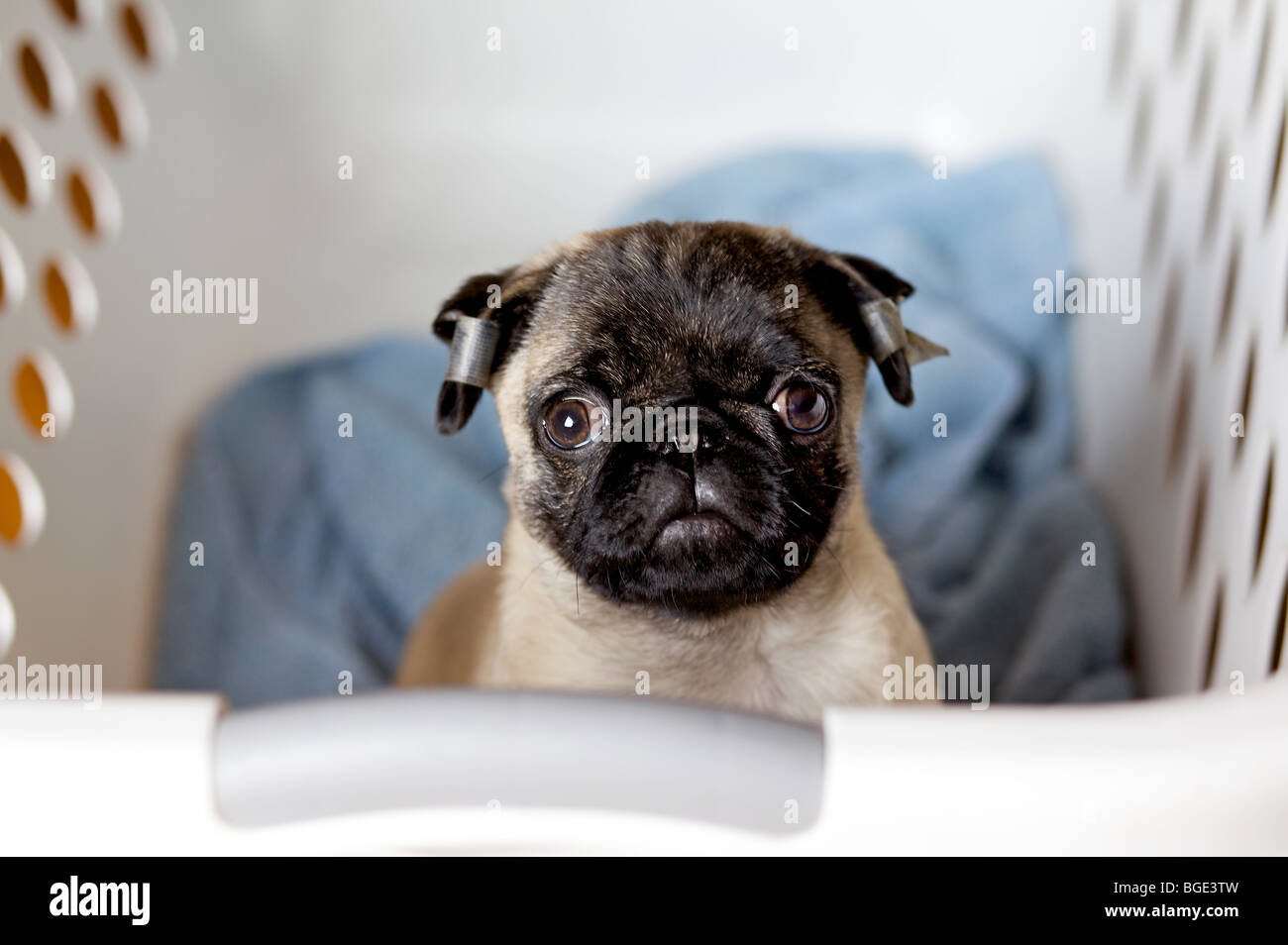 Naughty puppy pug hi-res stock photography and images - Alamy