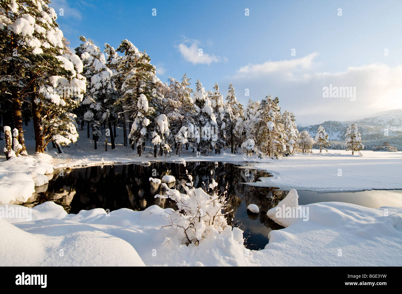 Winter in the Pine forest of Loch an Eilean in Rothiemurchus, Aviemore ...