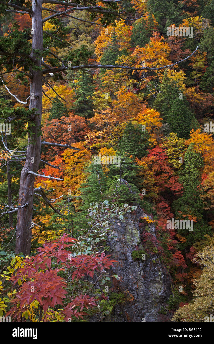 Maple tree with fall foliage hi-res stock photography and images - Alamy