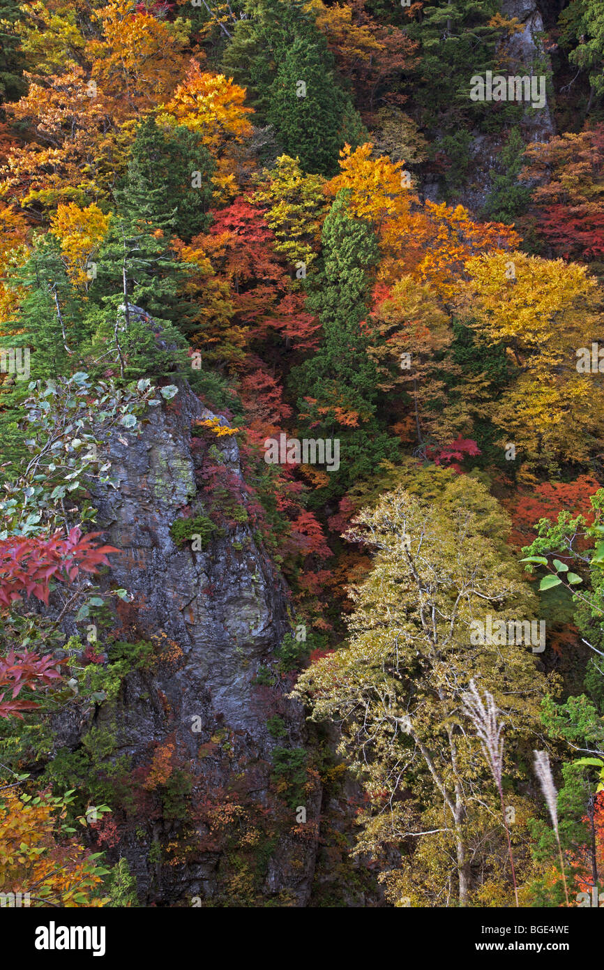 Autumn foliage near Shirakawa, Gifu Prefecture, Japan Stock Photo - Alamy