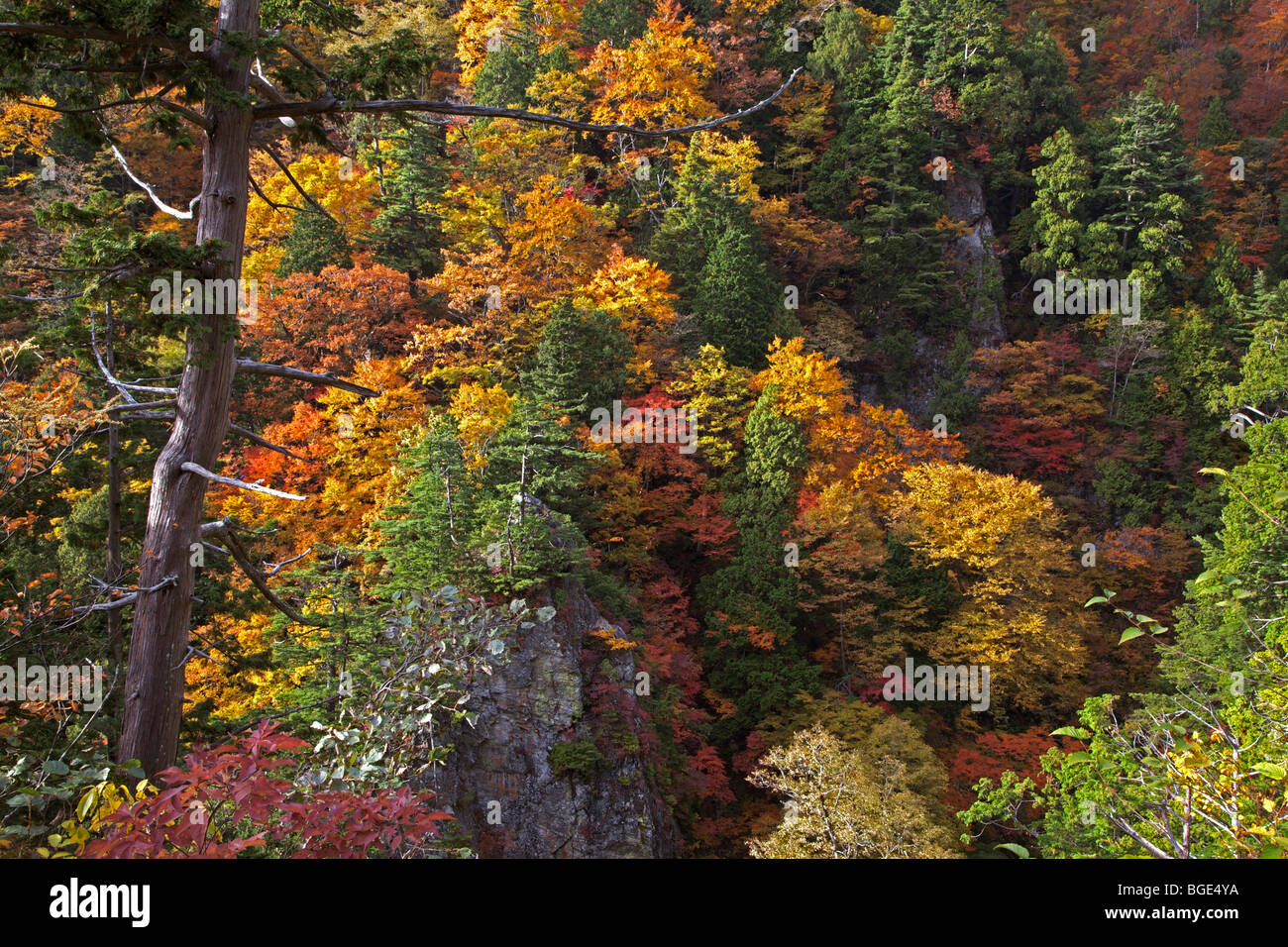 Autumn foliage near Shirakawa, Gifu Prefecture, Japan Stock Photo - Alamy