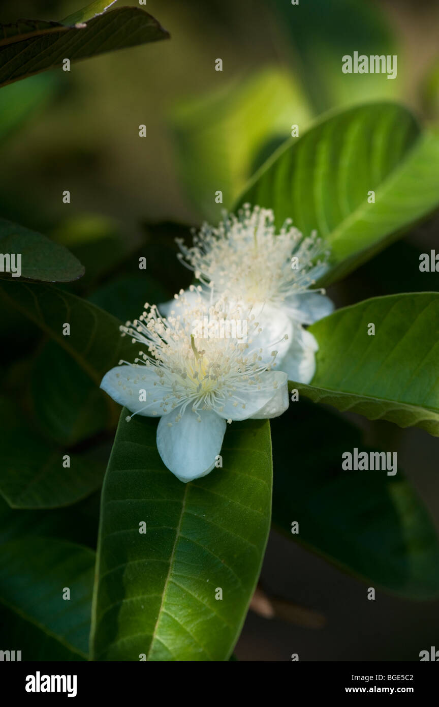Guava flower hi-res stock photography and images - Alamy
