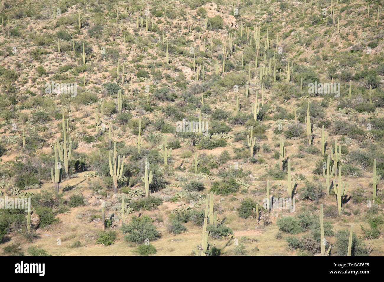 Saguaro National Park, Rincon Mountain District, Tucson, Arizona, USA ...