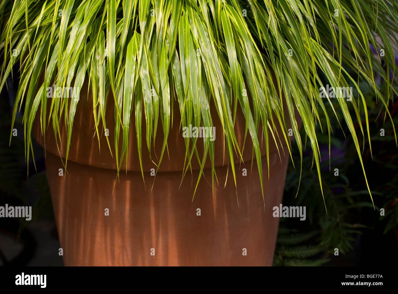 Ornamental Grass Pot High Resolution Stock Photography and Images - Alamy