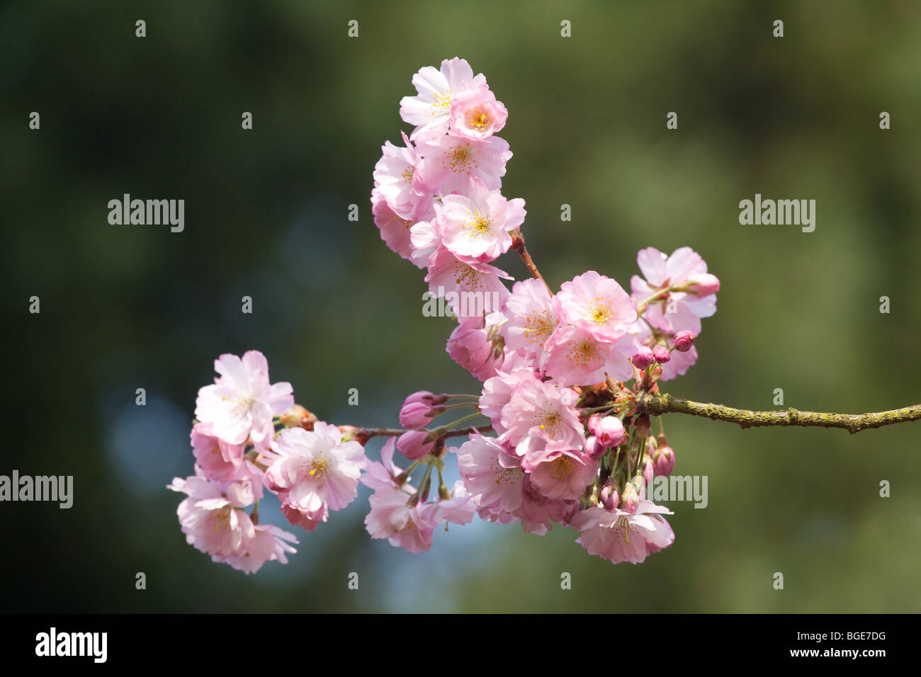 Soft pink spring pastel colors against a dark background Stock Photo ...
